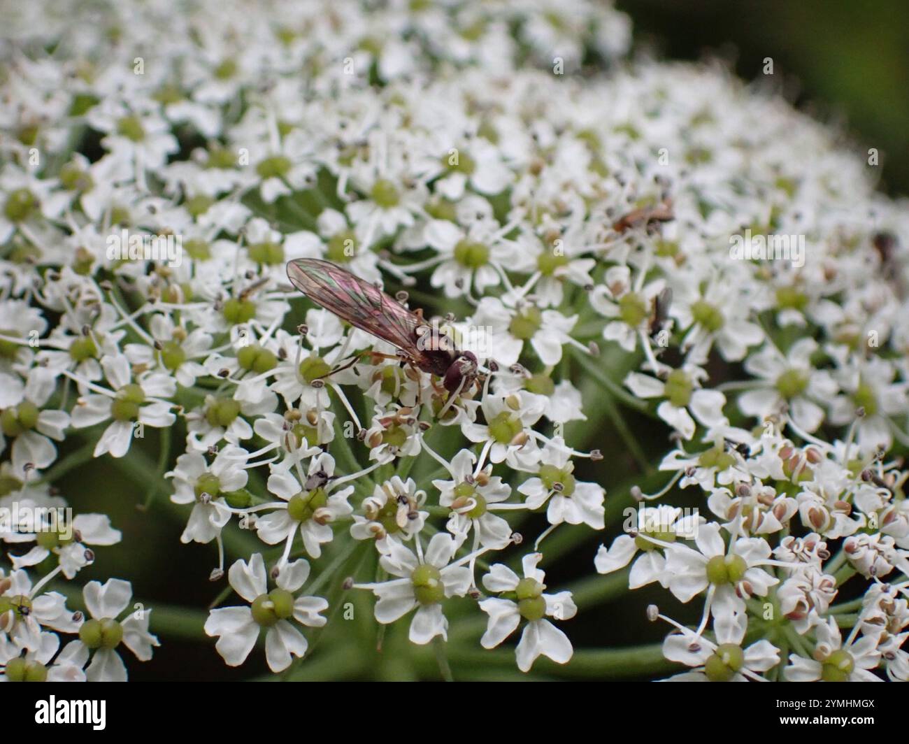 Variable Duskyface Fly (Melanostoma mellinum Stock Photo - Alamy