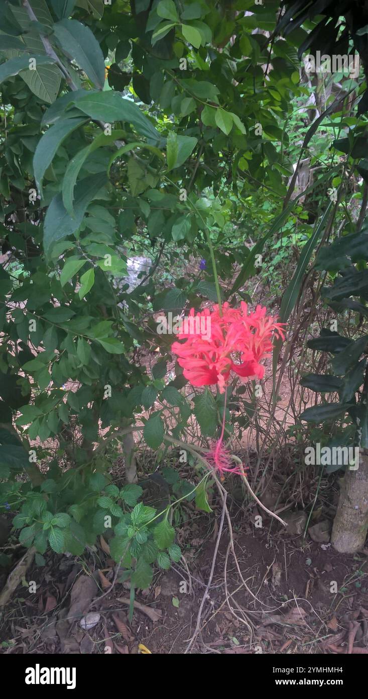 Spider Hibiscus (Hibiscus schizopetalus Stock Photo - Alamy