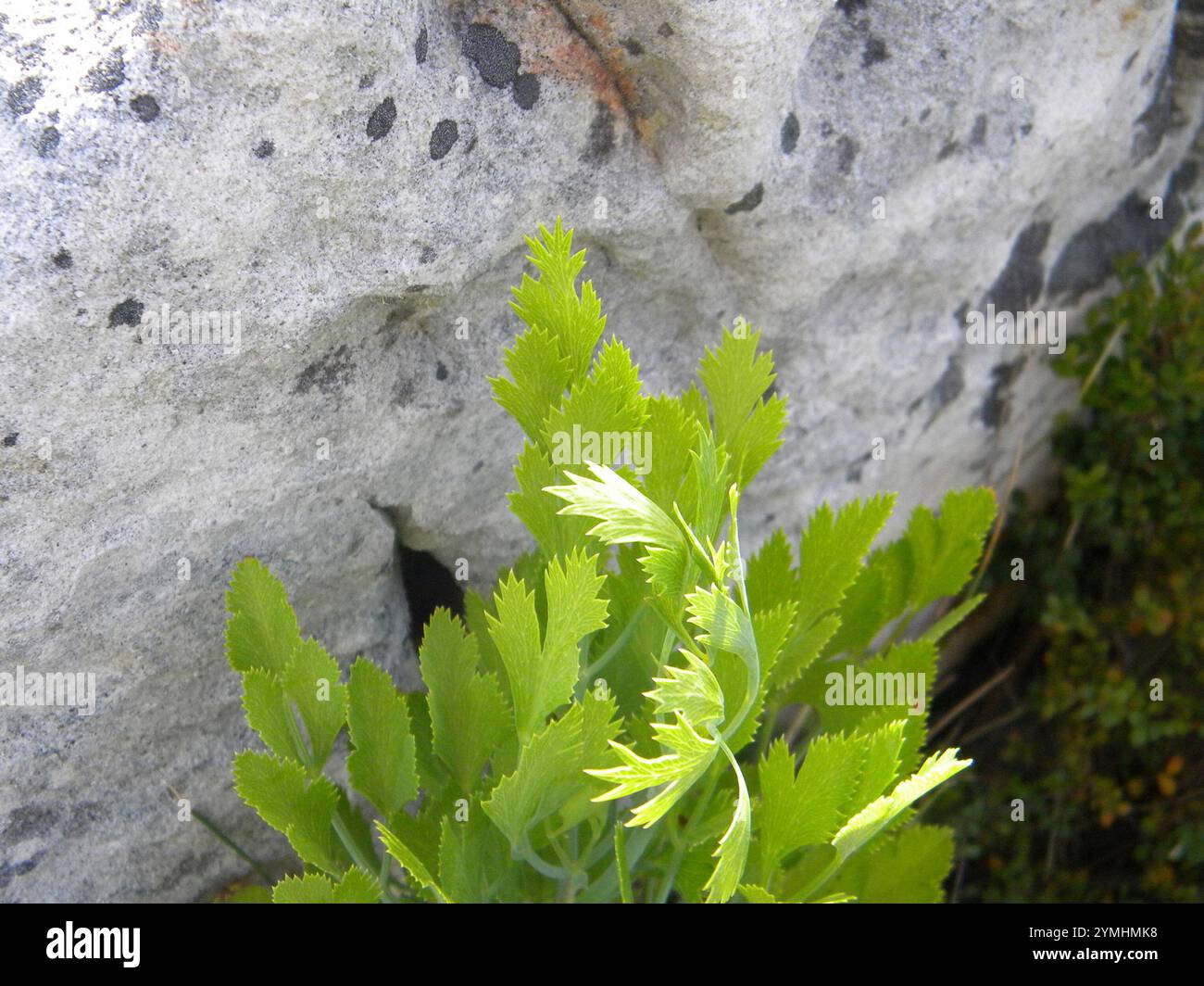 Galbanum hi-res stock photography and images - Alamy