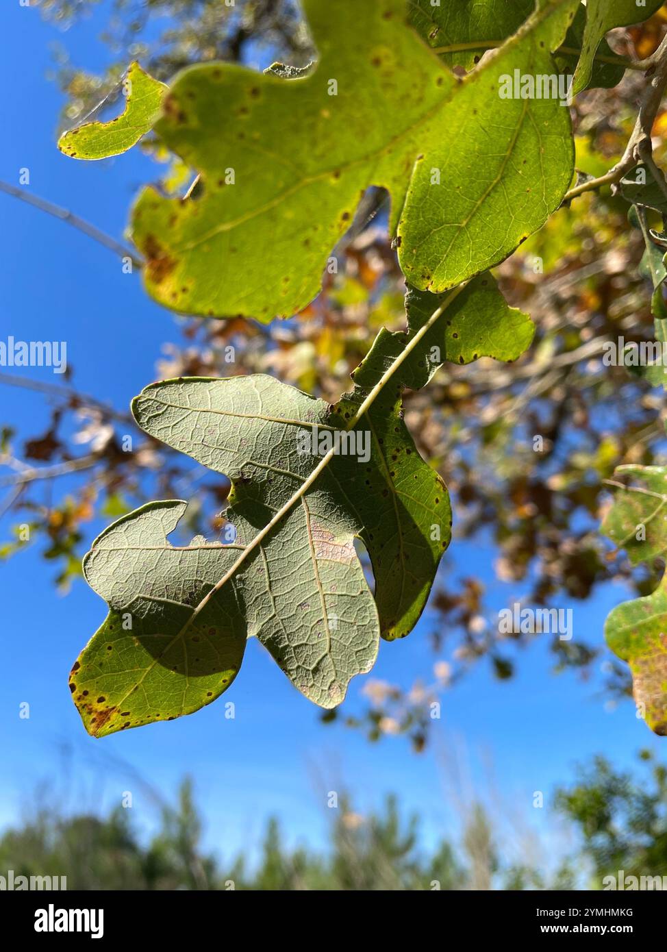 post oak (Quercus stellata Stock Photo - Alamy