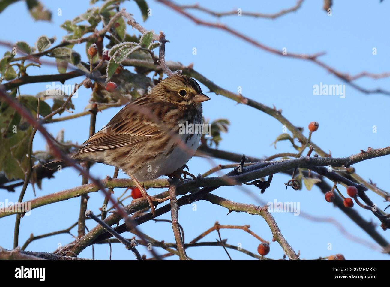 Savannah Sparrow (Passerculus sandwichensis Stock Photo - Alamy