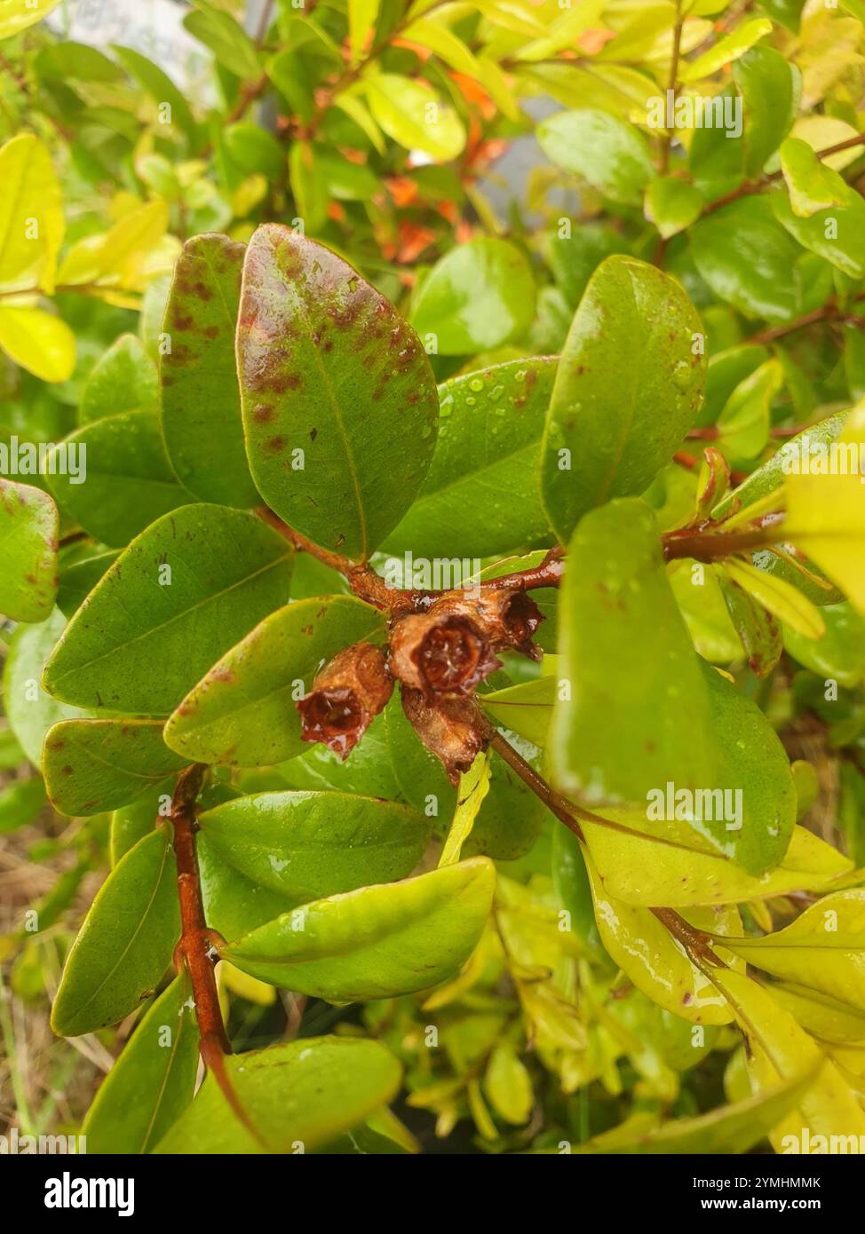 Scarlet rātā vine (Metrosideros fulgens Stock Photo - Alamy