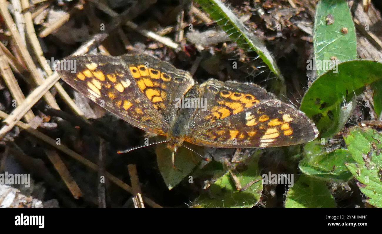 Northern Crescent (Phyciodes cocyta Stock Photo - Alamy