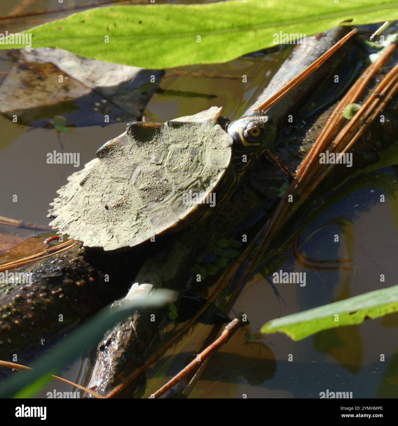 Mississippi Map Turtle (Graptemys pseudogeographica kohnii Stock Photo ...