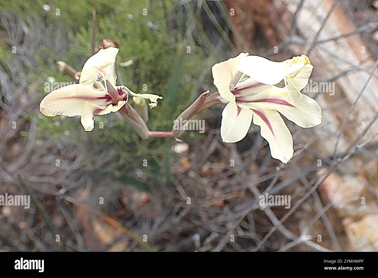 Common Swordlily (Gladiolus floribundus Stock Photo - Alamy