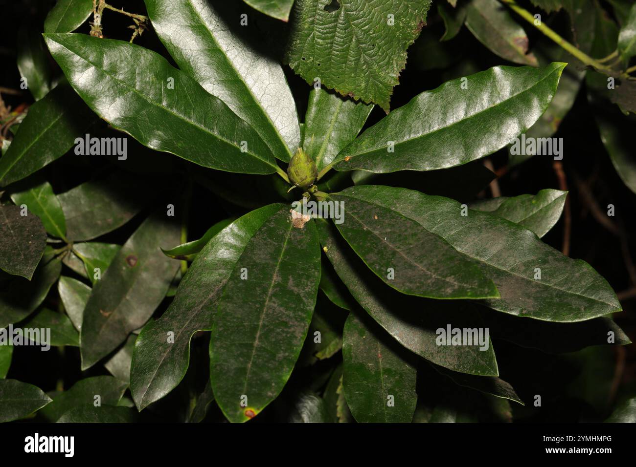 Common Rhododendron (Rhododendron ponticum Stock Photo - Alamy