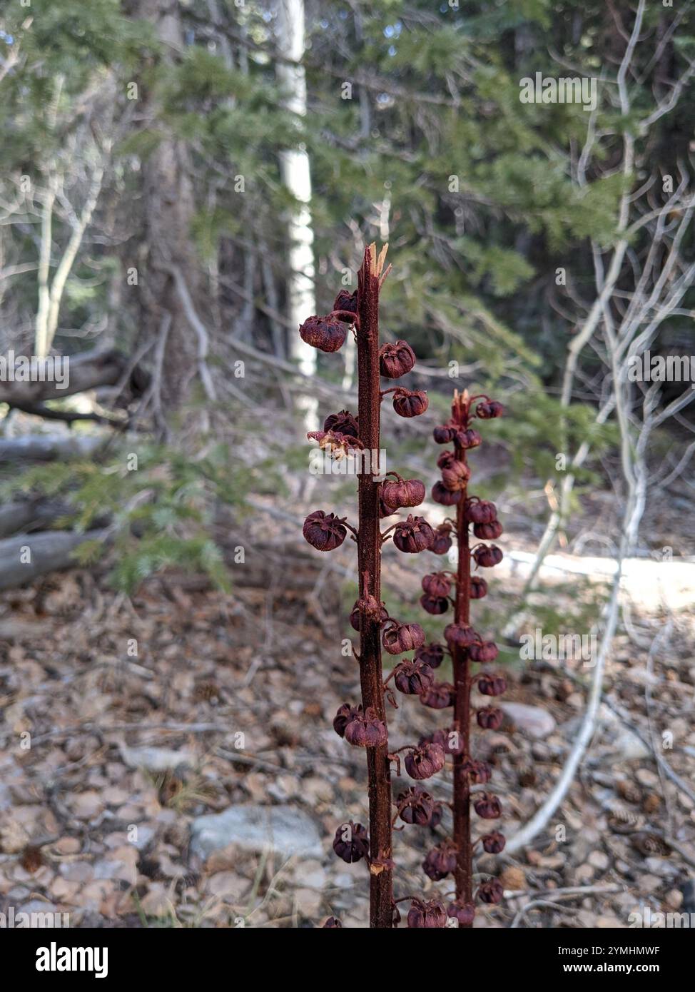 woodland pinedrops (Pterospora andromedea Stock Photo - Alamy