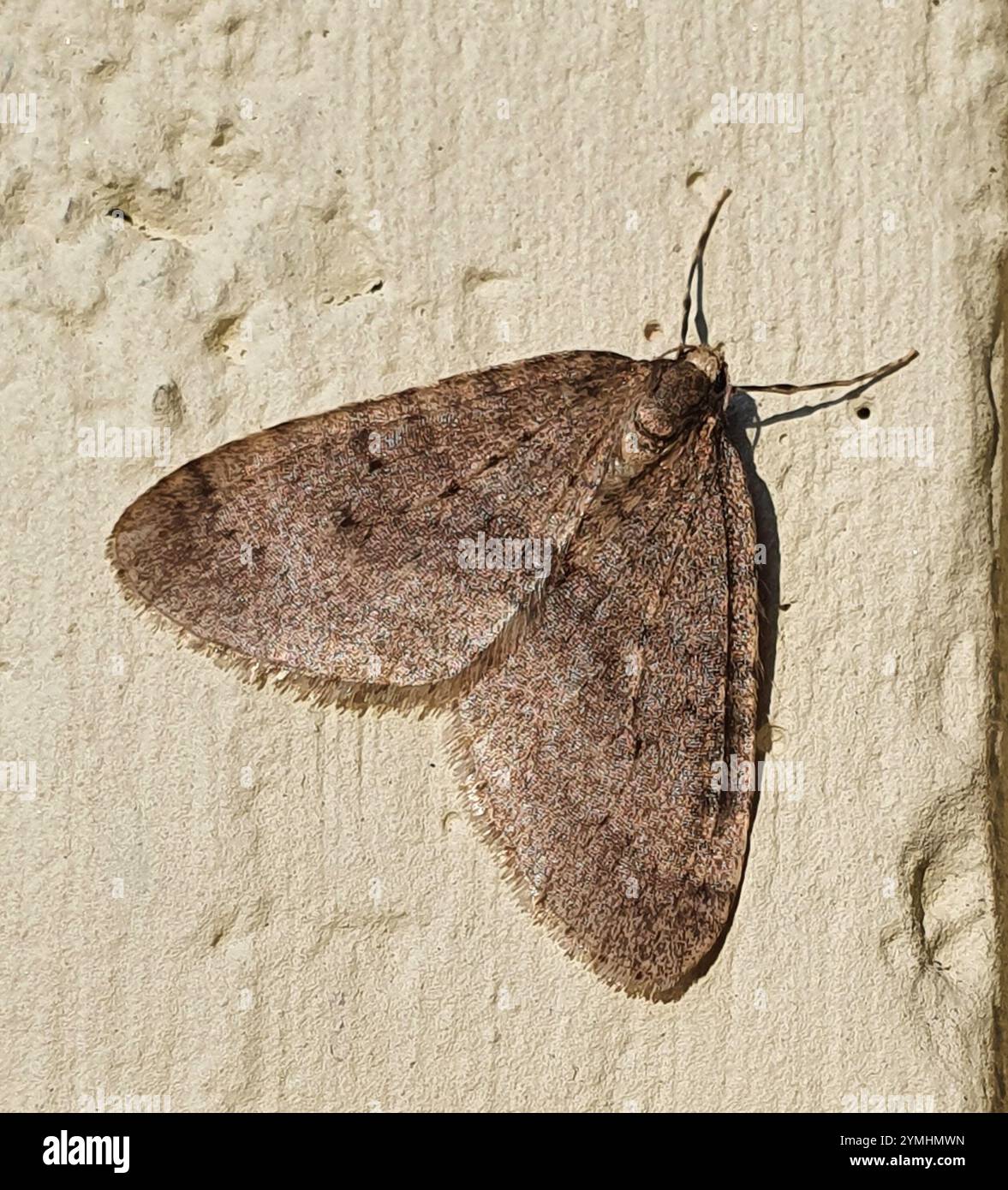 Winter Moth (Operophtera brumata Stock Photo - Alamy