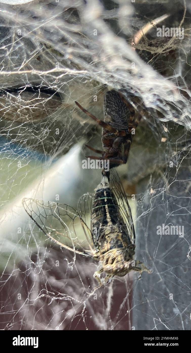 Clay Bank Cicada (Notopsalta sericea Stock Photo - Alamy