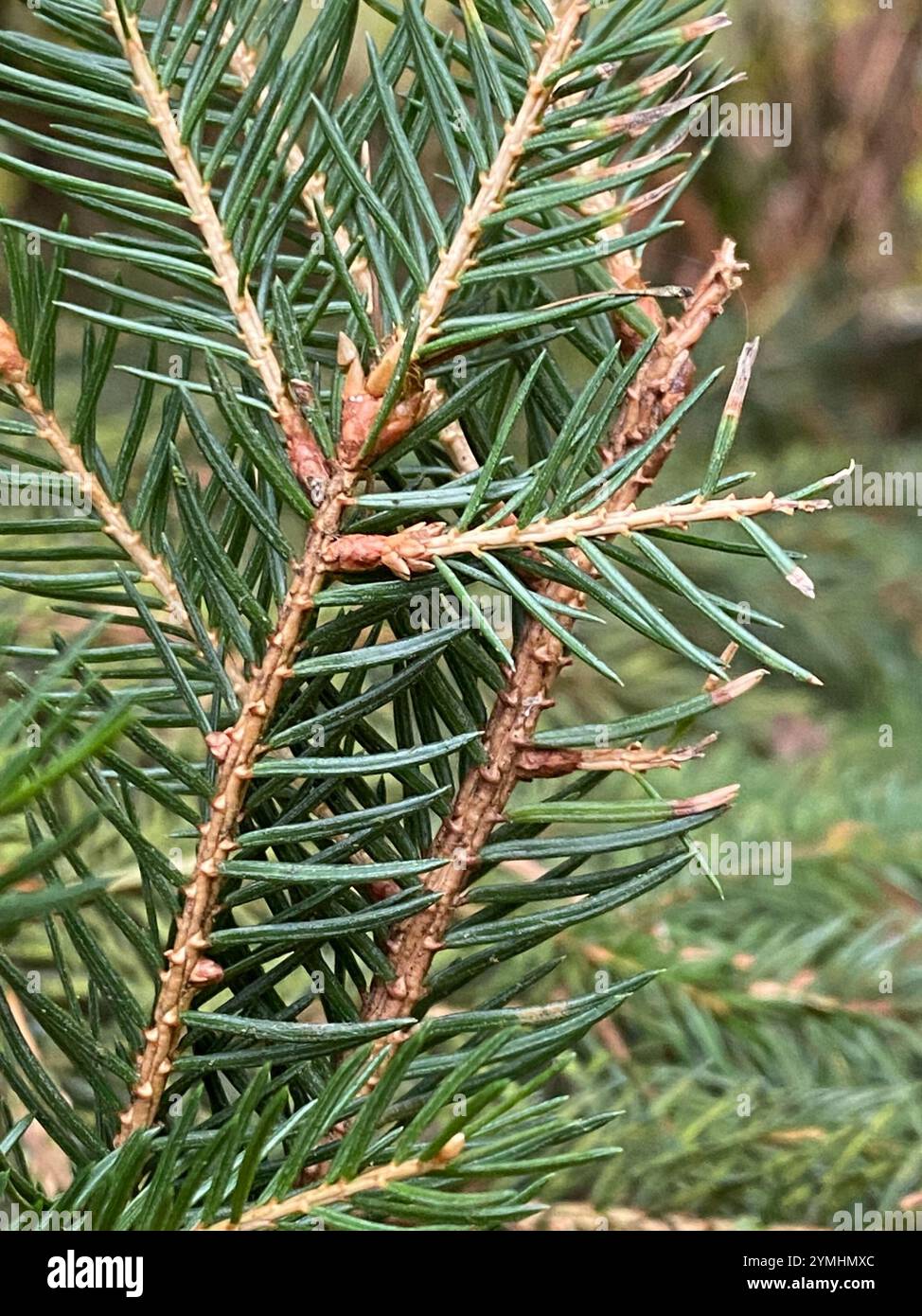 Sitka spruce (Picea sitchensis Stock Photo - Alamy