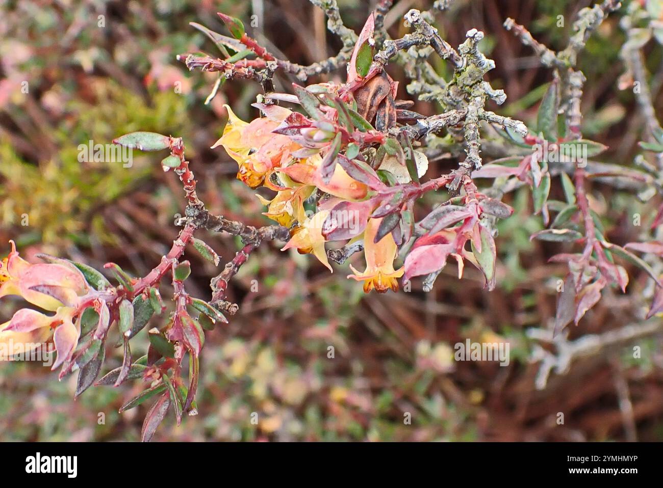 sharptip brickleaf (Penaea acutifolia Stock Photo - Alamy