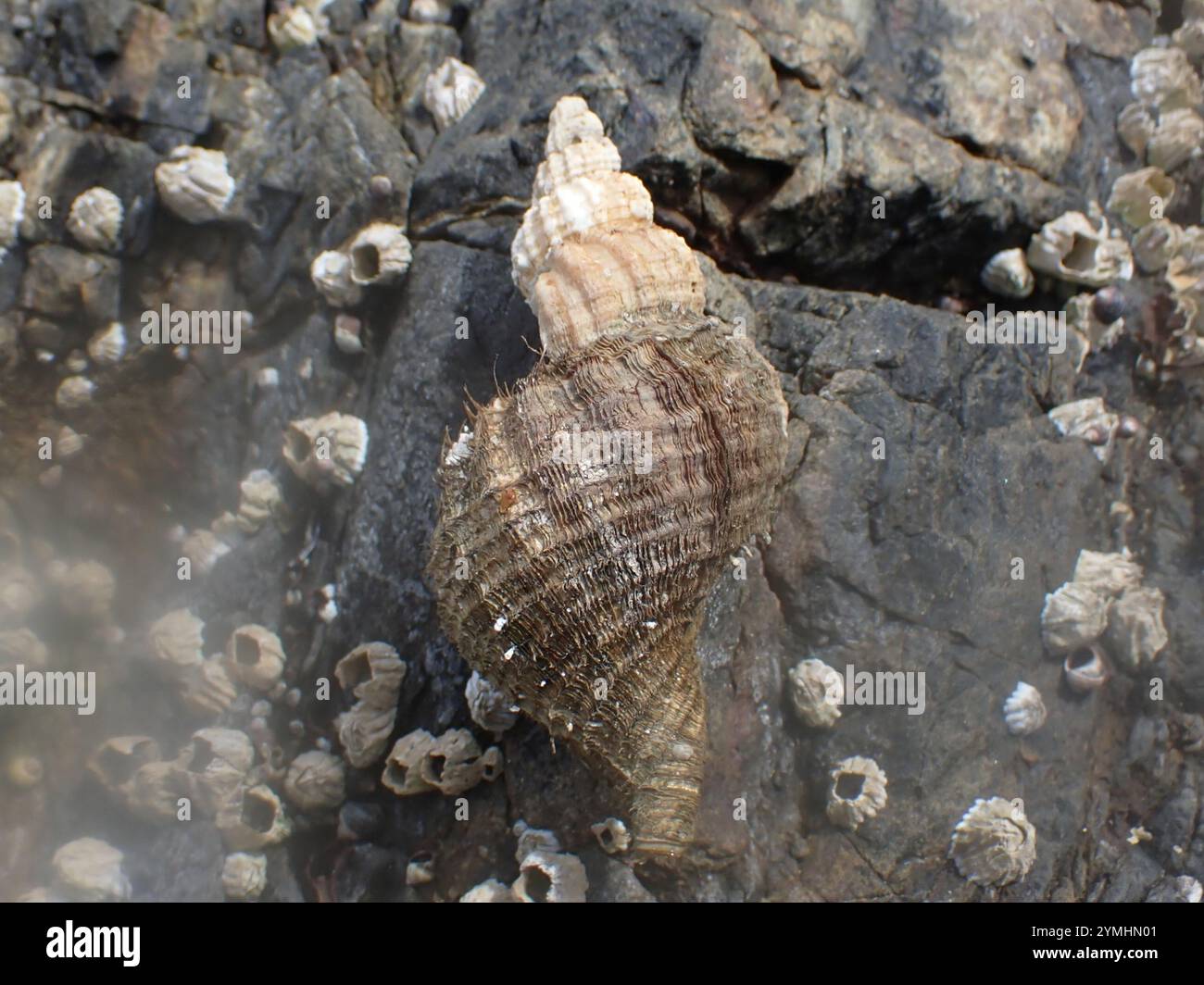 Oregon Hairy Triton Snail (Fusitriton oregonensis Stock Photo - Alamy