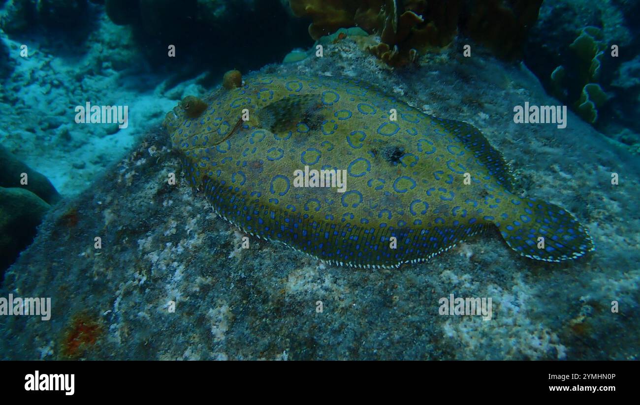 Atlantic Peacock Flounder (Bothus lunatus Stock Photo - Alamy