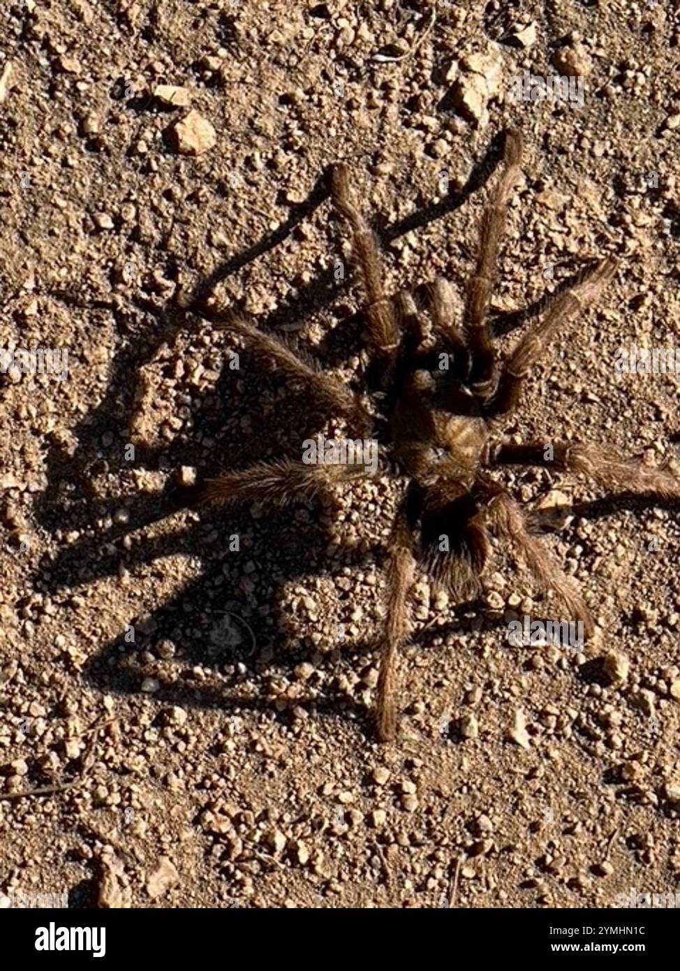Desert Tarantula (Aphonopelma iodius Stock Photo - Alamy