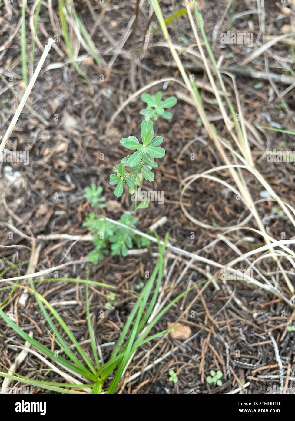 Smartweed Leafflower (Phyllanthus polygonoides Stock Photo - Alamy