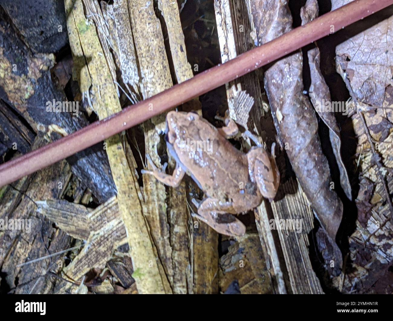 Amazon sheep frog hi-res stock photography and images - Alamy