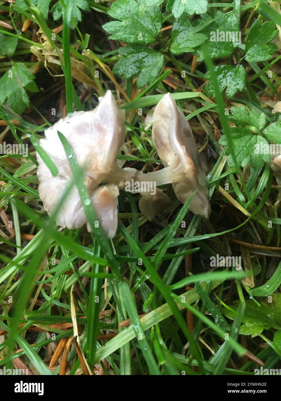Pale Brittlestem (Candolleomyces candolleanus Stock Photo - Alamy