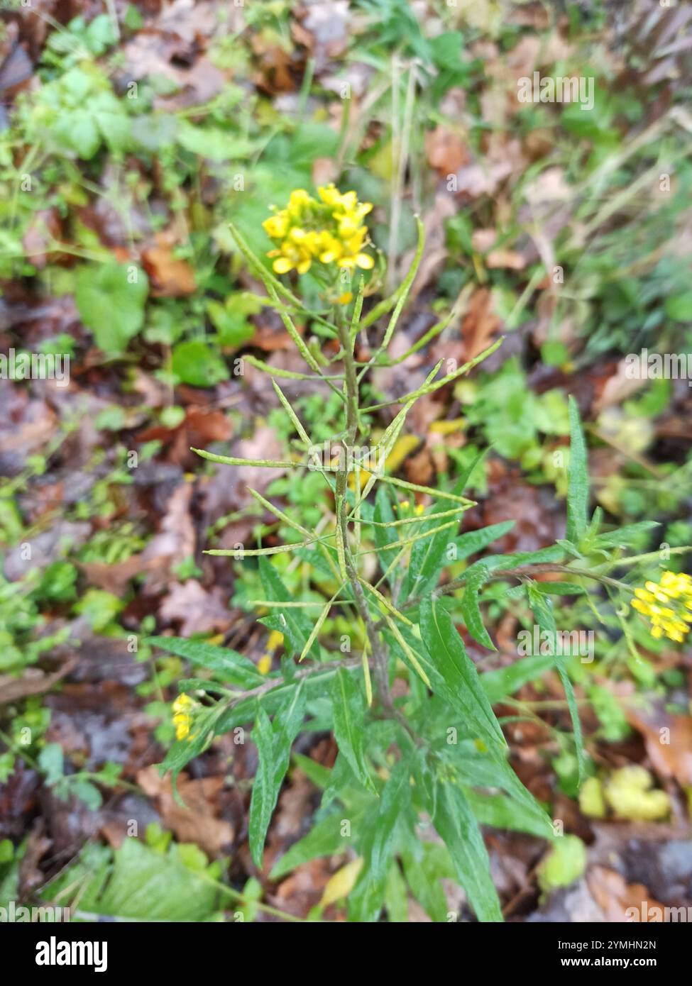 wormseed wallflower (Erysimum cheiranthoides Stock Photo - Alamy