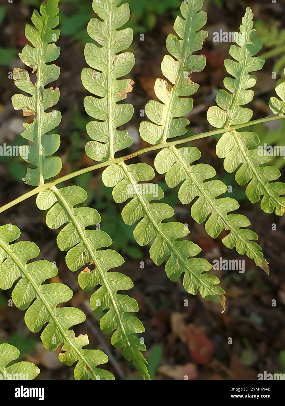 cinnamon fern (Osmundastrum cinnamomeum Stock Photo - Alamy