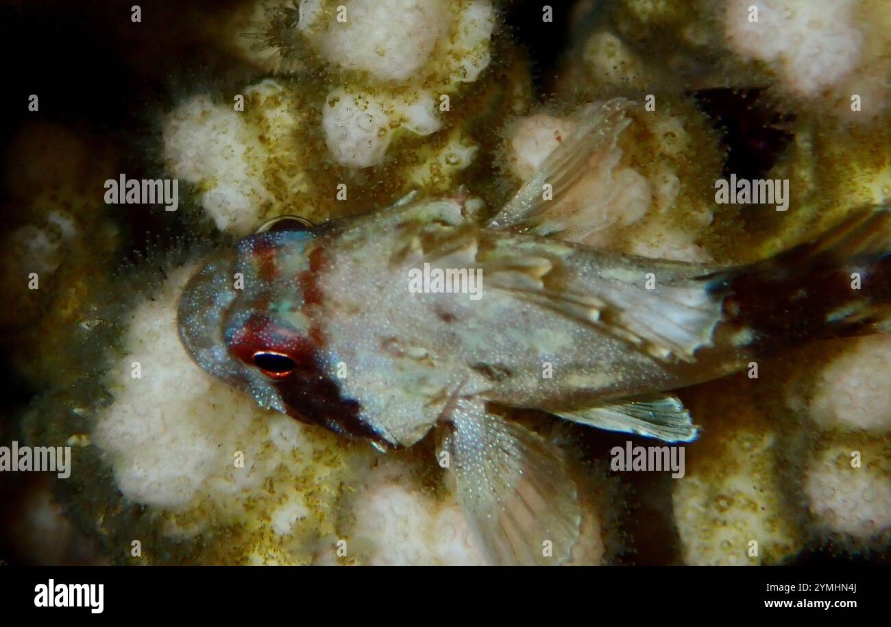 Yellowspotted Scorpionfish (Sebastapistes cyanostigma Stock Photo - Alamy