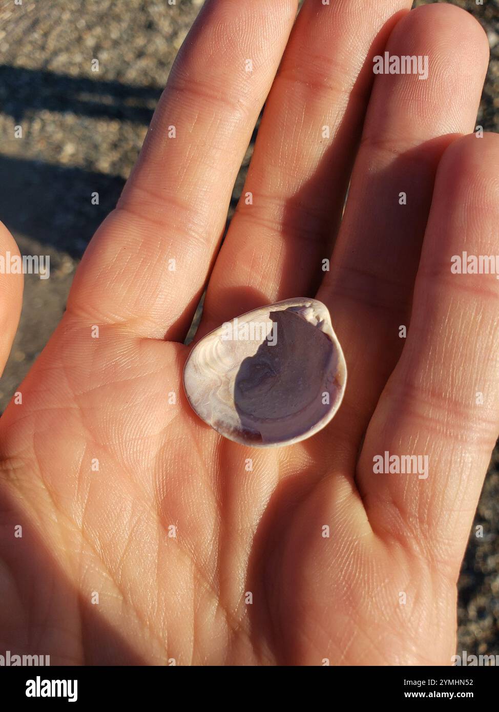 Cross-barred Venus (Chione elevata Stock Photo - Alamy