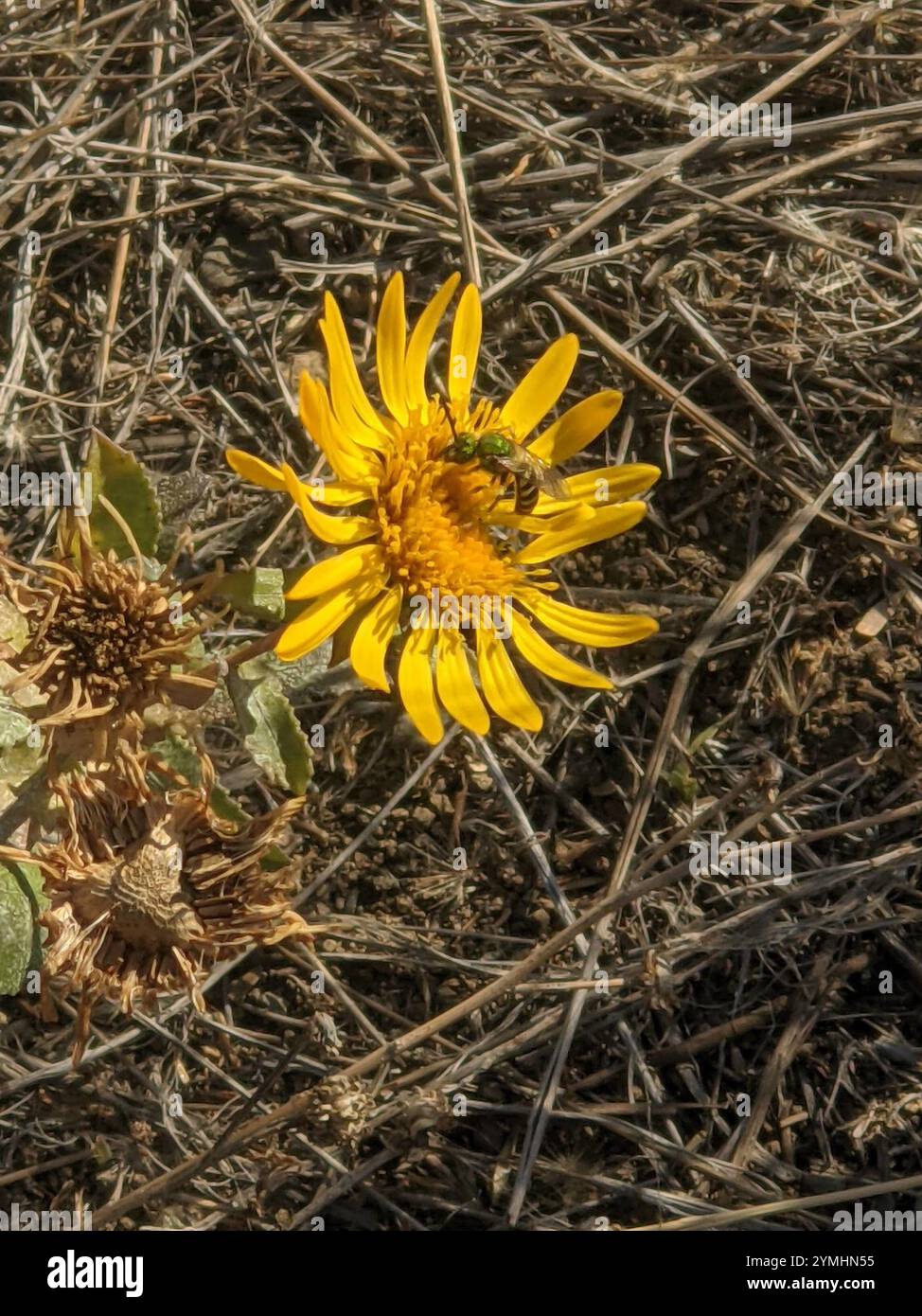 Grindelia squarrosa hi-res stock photography and images - Alamy