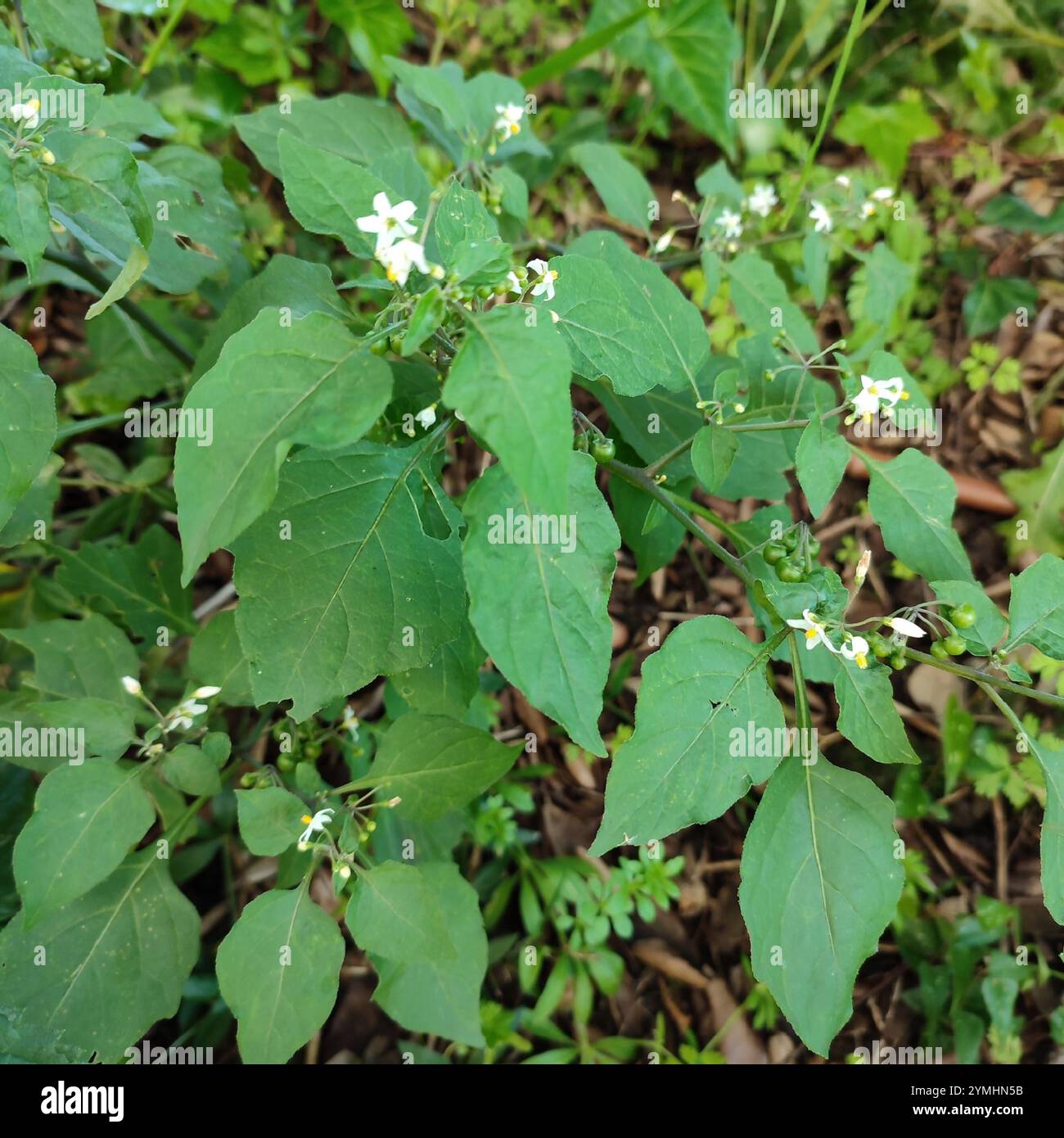 black nightshade (Solanum nigrum Stock Photo - Alamy