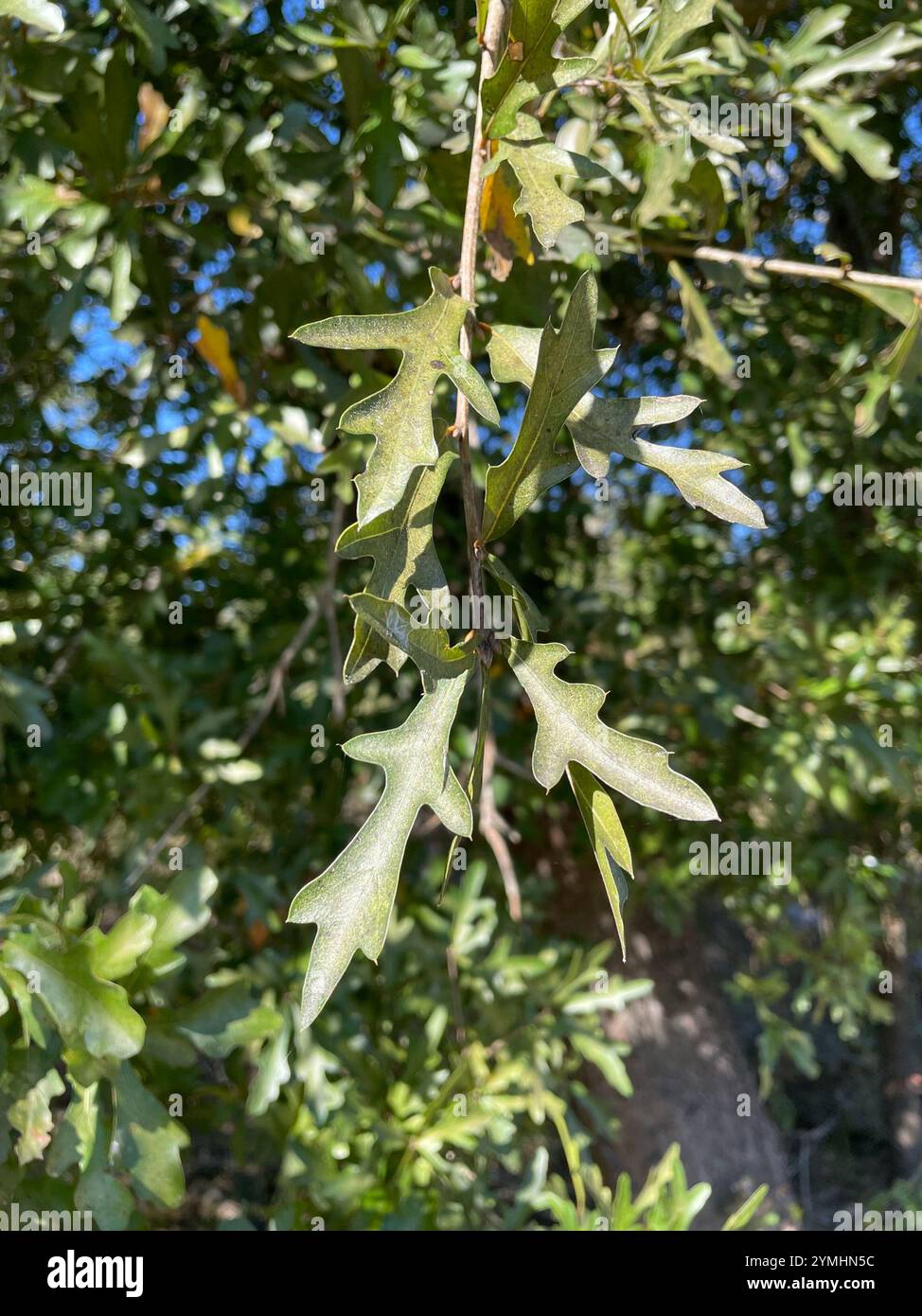 water oak (Quercus nigra Stock Photo - Alamy