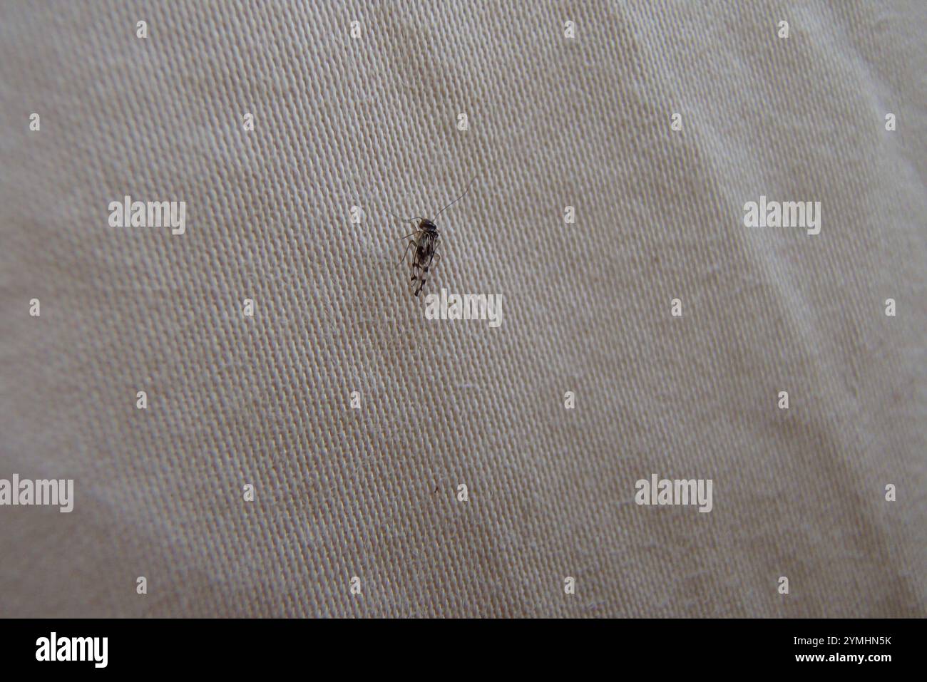 Barklice, Booklice, and Parasitic Lice (Psocodea Stock Photo - Alamy