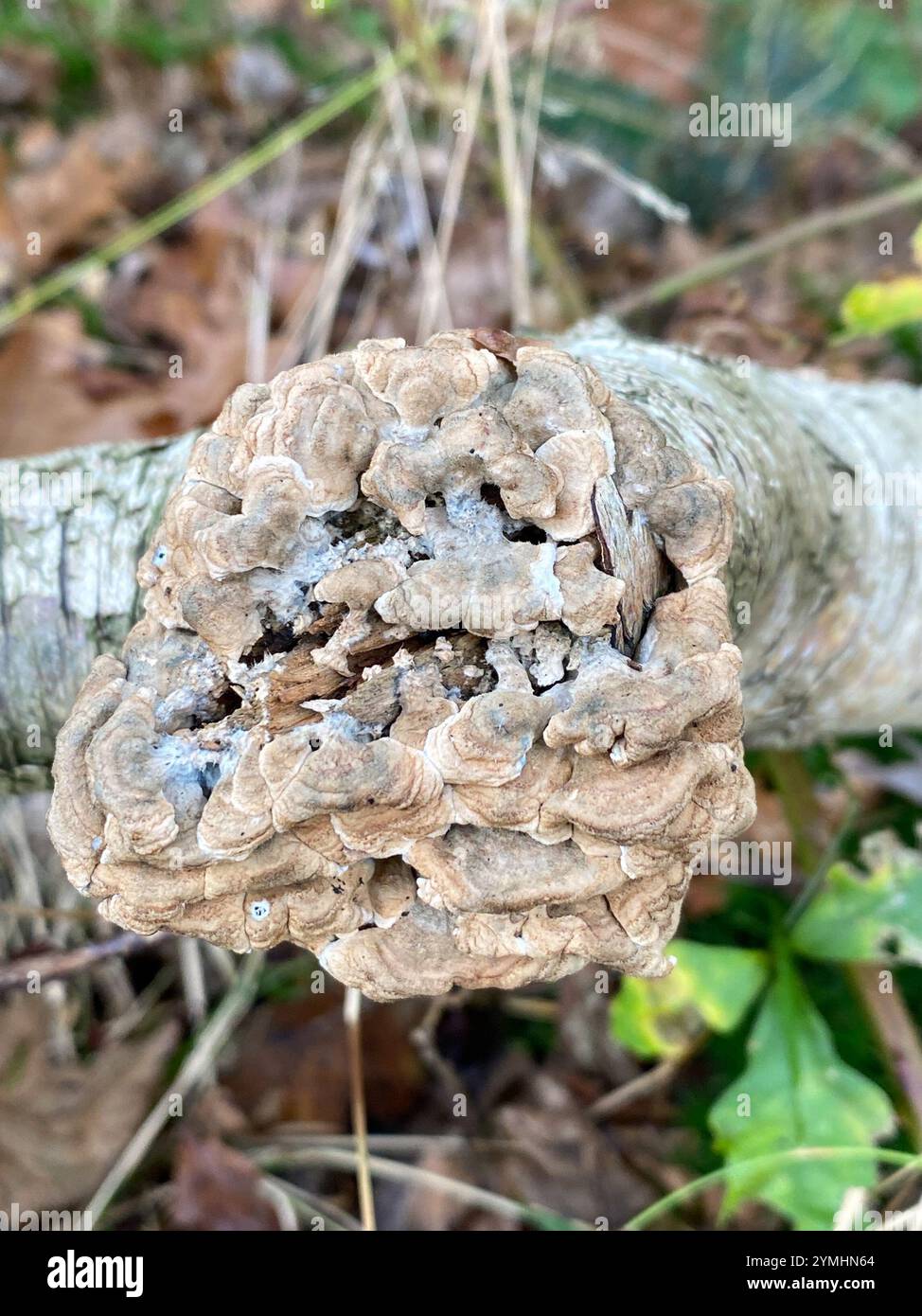 Hypocreaceae hi-res stock photography and images - Alamy