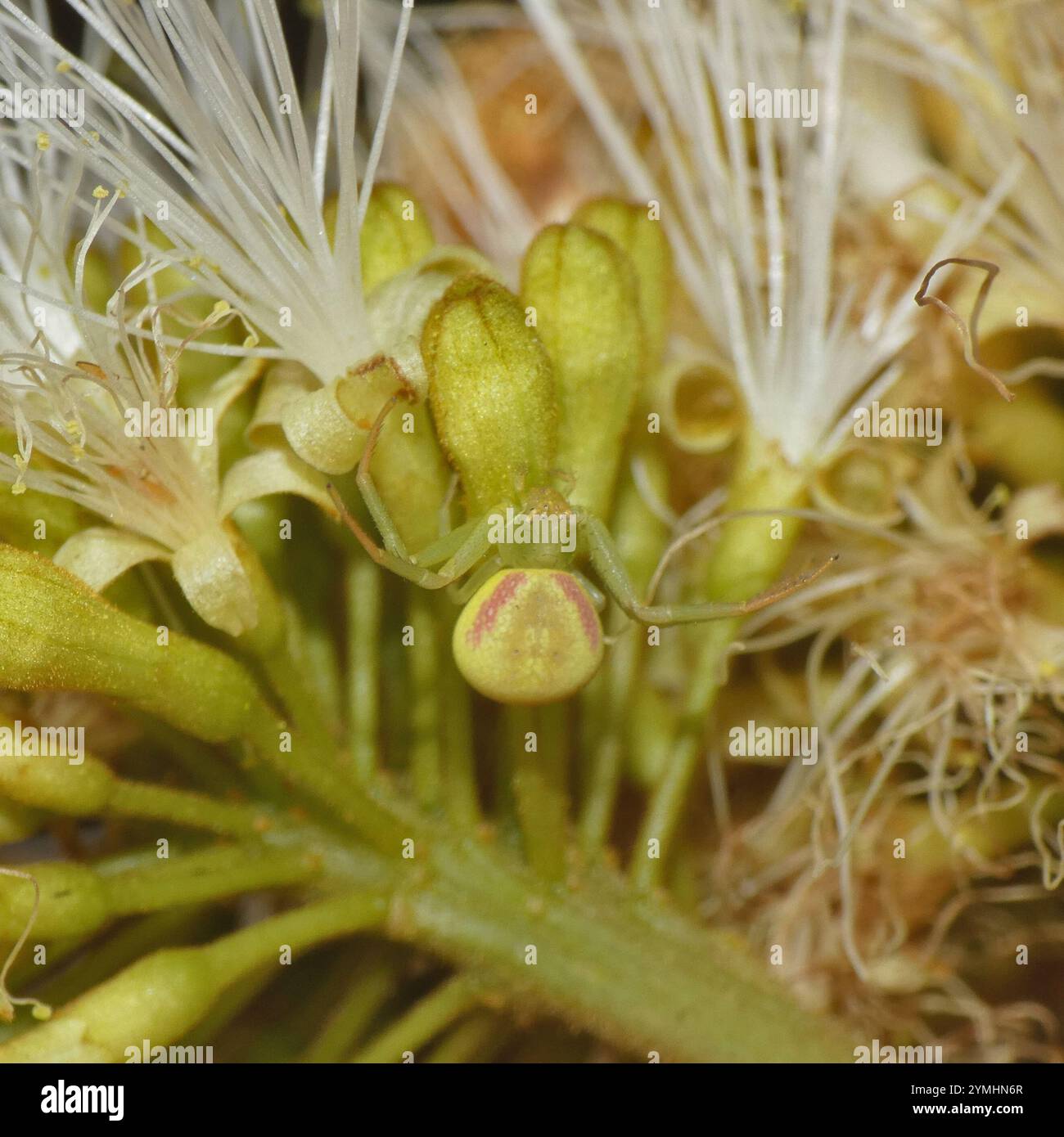 Rosy-banded crab spider (Misumenops rubrodecoratus Stock Photo - Alamy