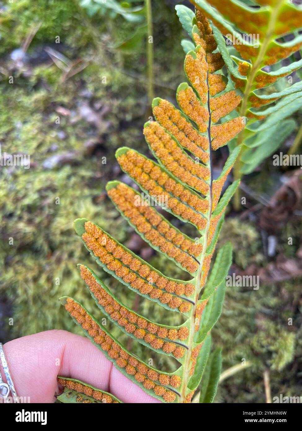common polypody (Polypodium vulgare Stock Photo - Alamy