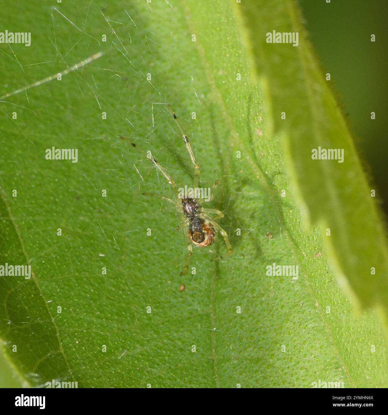Sheetweb and Dwarf Weavers (Linyphiidae Stock Photo - Alamy