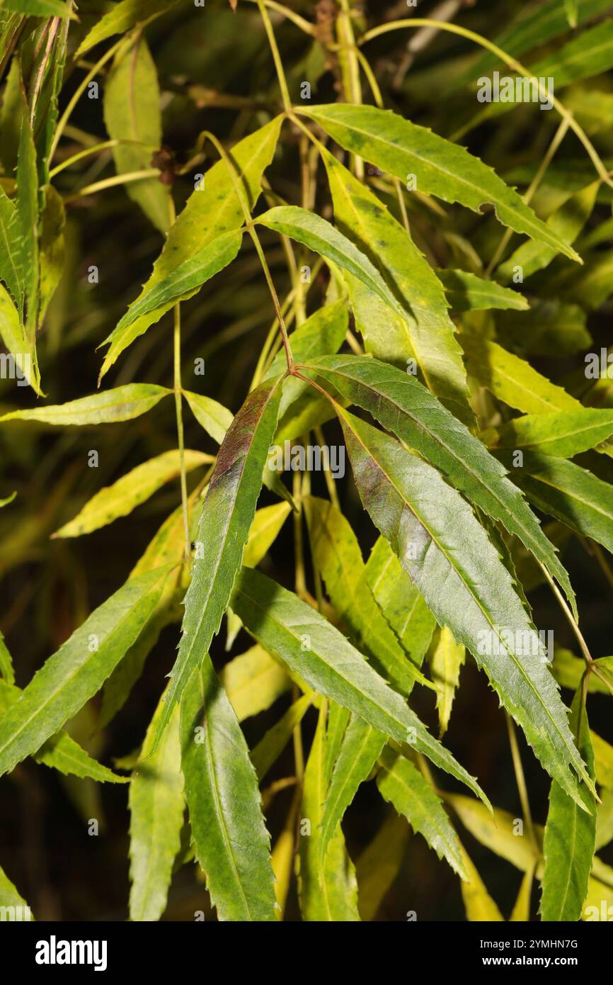 Narrow-leaved Ash (Fraxinus angustifolia Stock Photo - Alamy