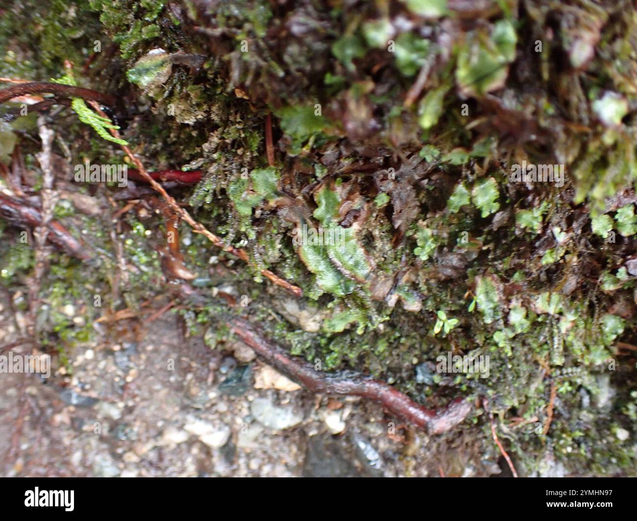 Narrow Mushroom-headed Liverwort (Marchantia quadrata Stock Photo - Alamy