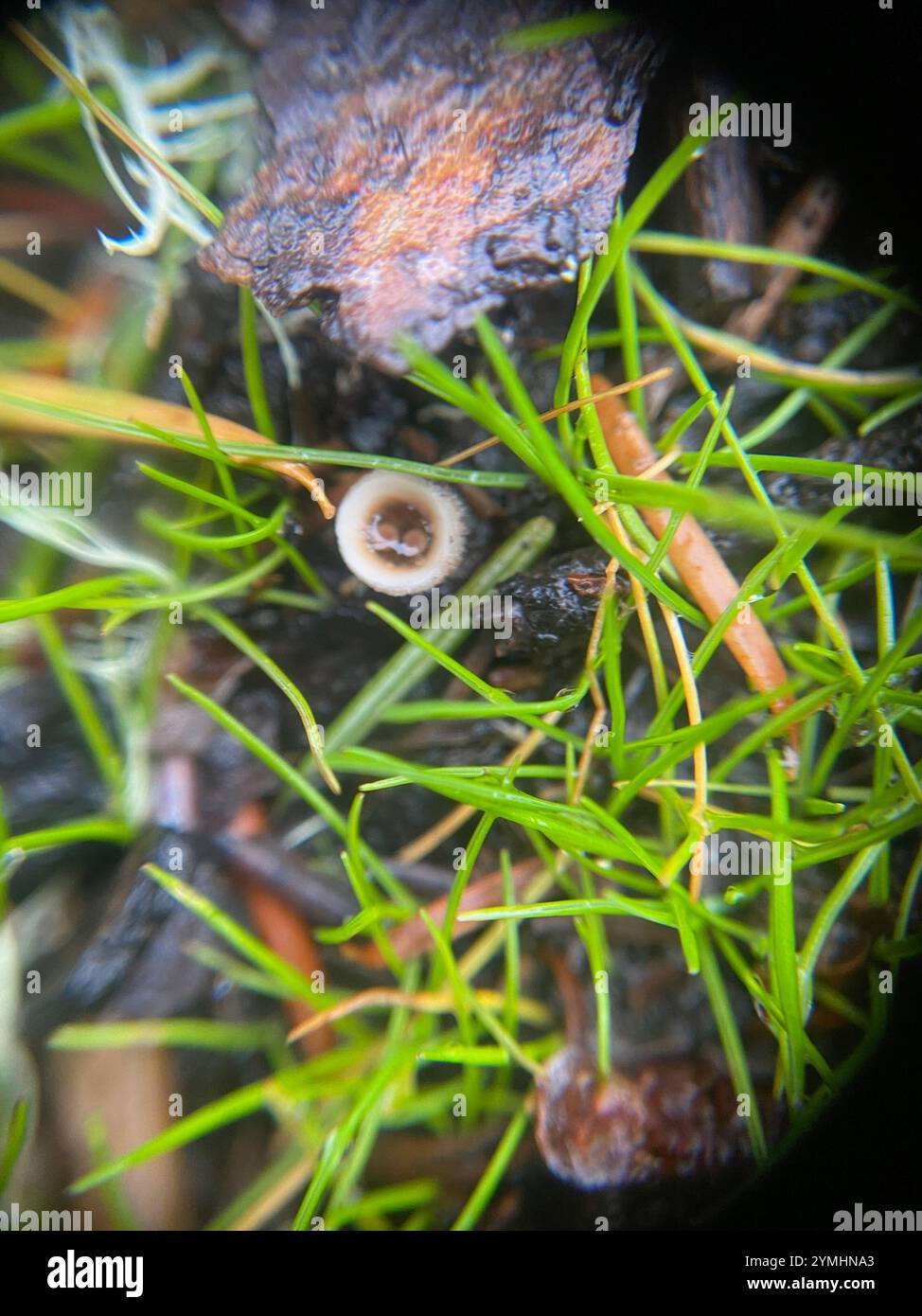 bird's nest fungi (Nidulariaceae Stock Photo - Alamy