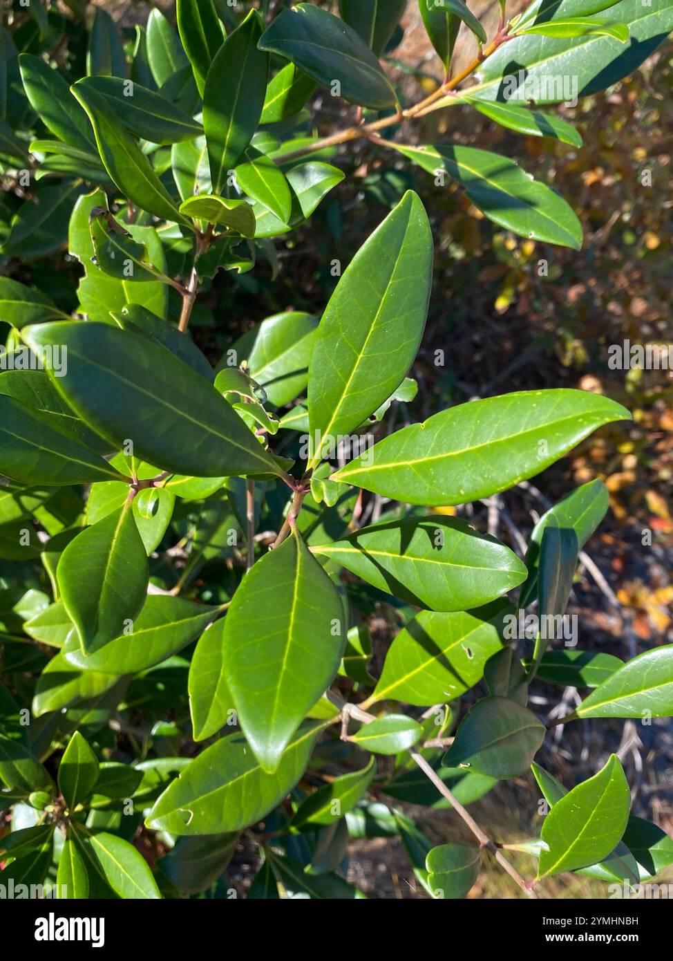 American olive (Cartrema americana Stock Photo - Alamy
