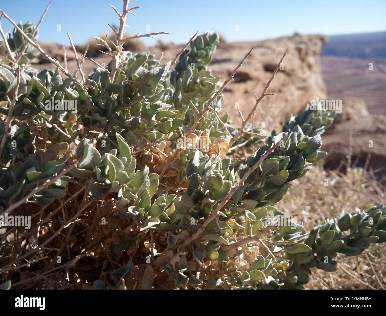 Shadscale Saltbush (Atriplex confertifolia Stock Photo - Alamy