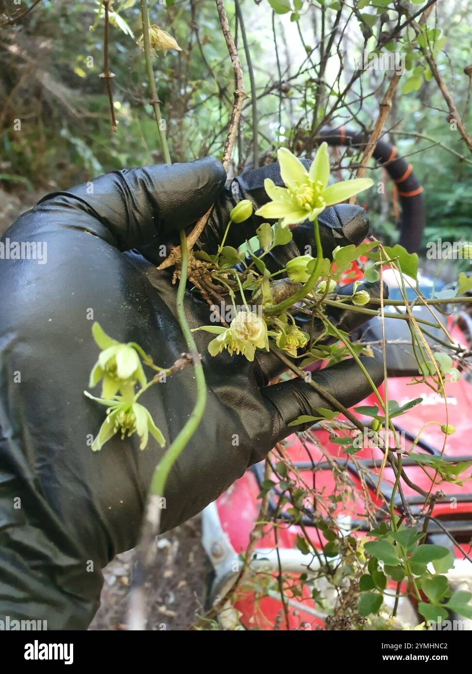 Forster's Clematis (Clematis forsteri Stock Photo - Alamy