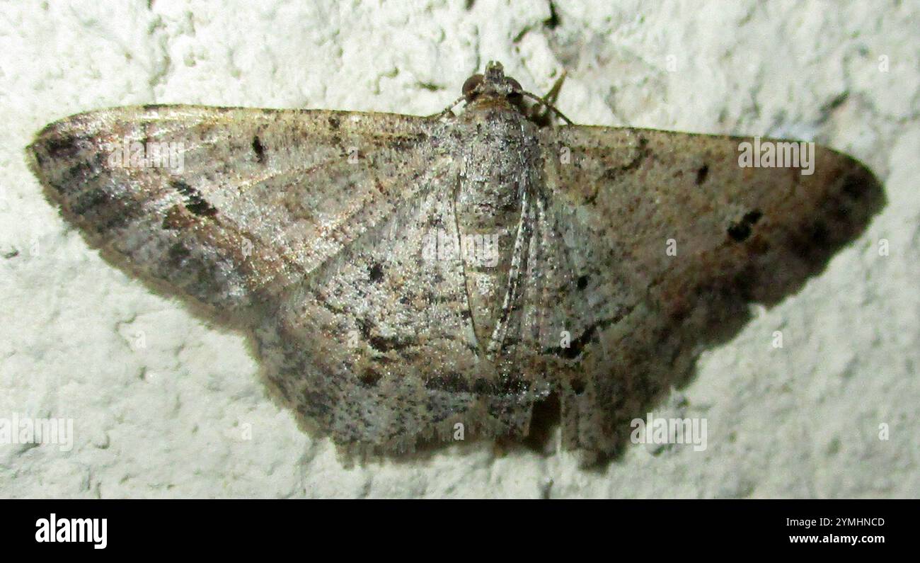 Geometer Moths (Geometridae Stock Photo - Alamy