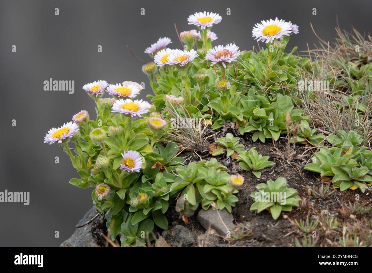 seaside daisy (Erigeron glaucus Stock Photo - Alamy