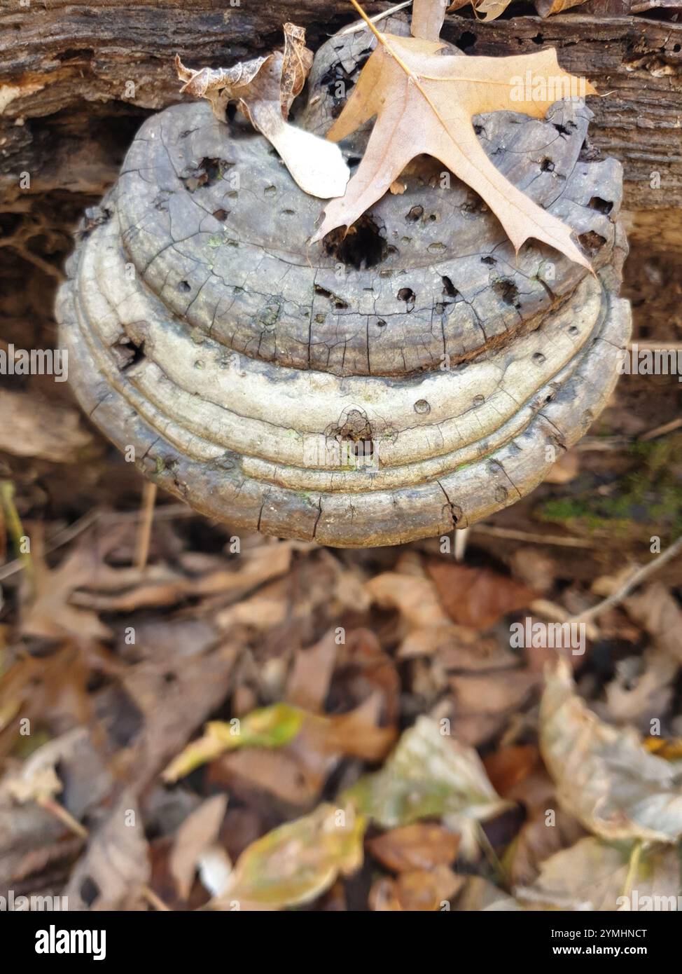 Megaloma hi-res stock photography and images - Alamy