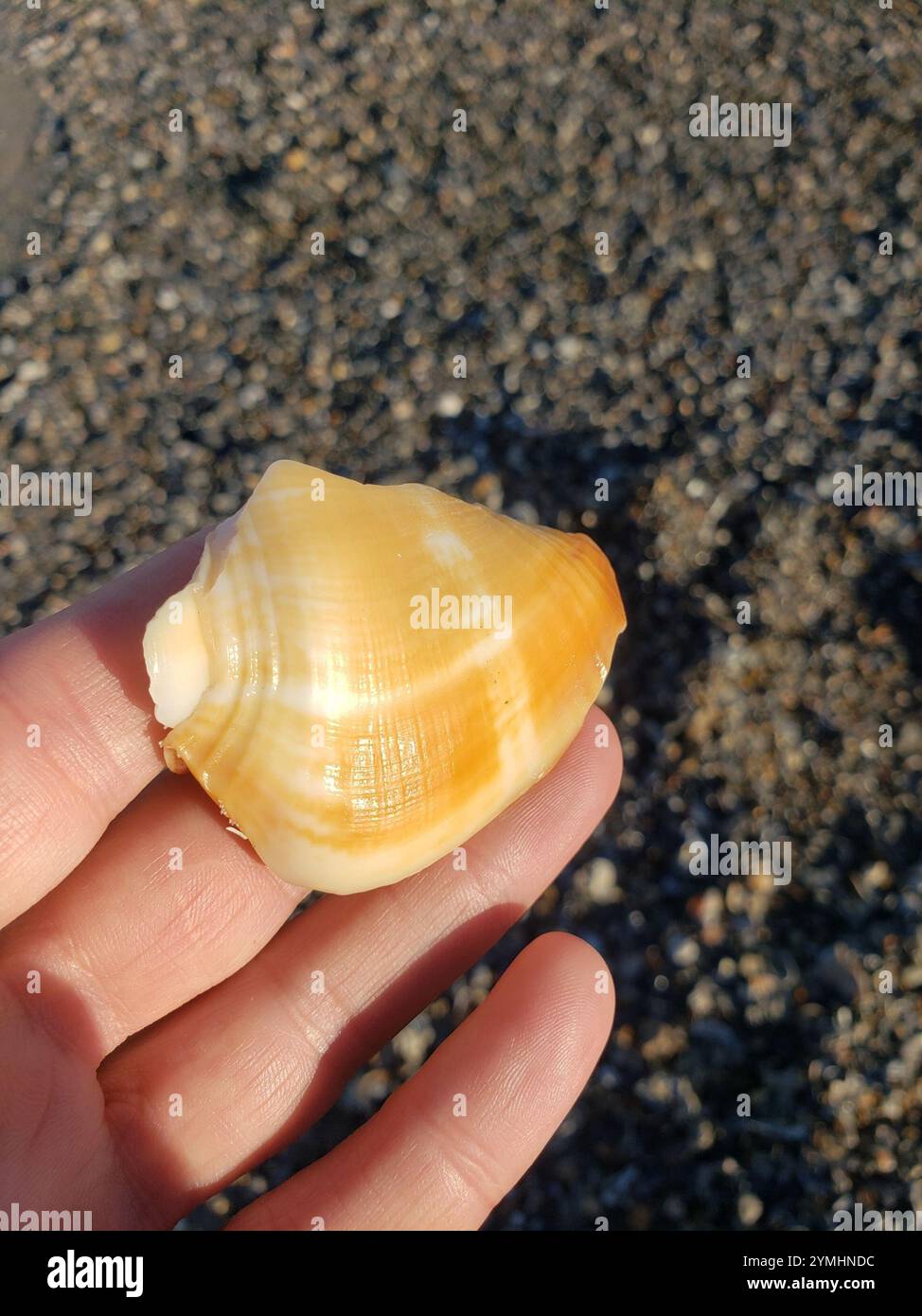 Pugilis hi-res stock photography and images - Alamy