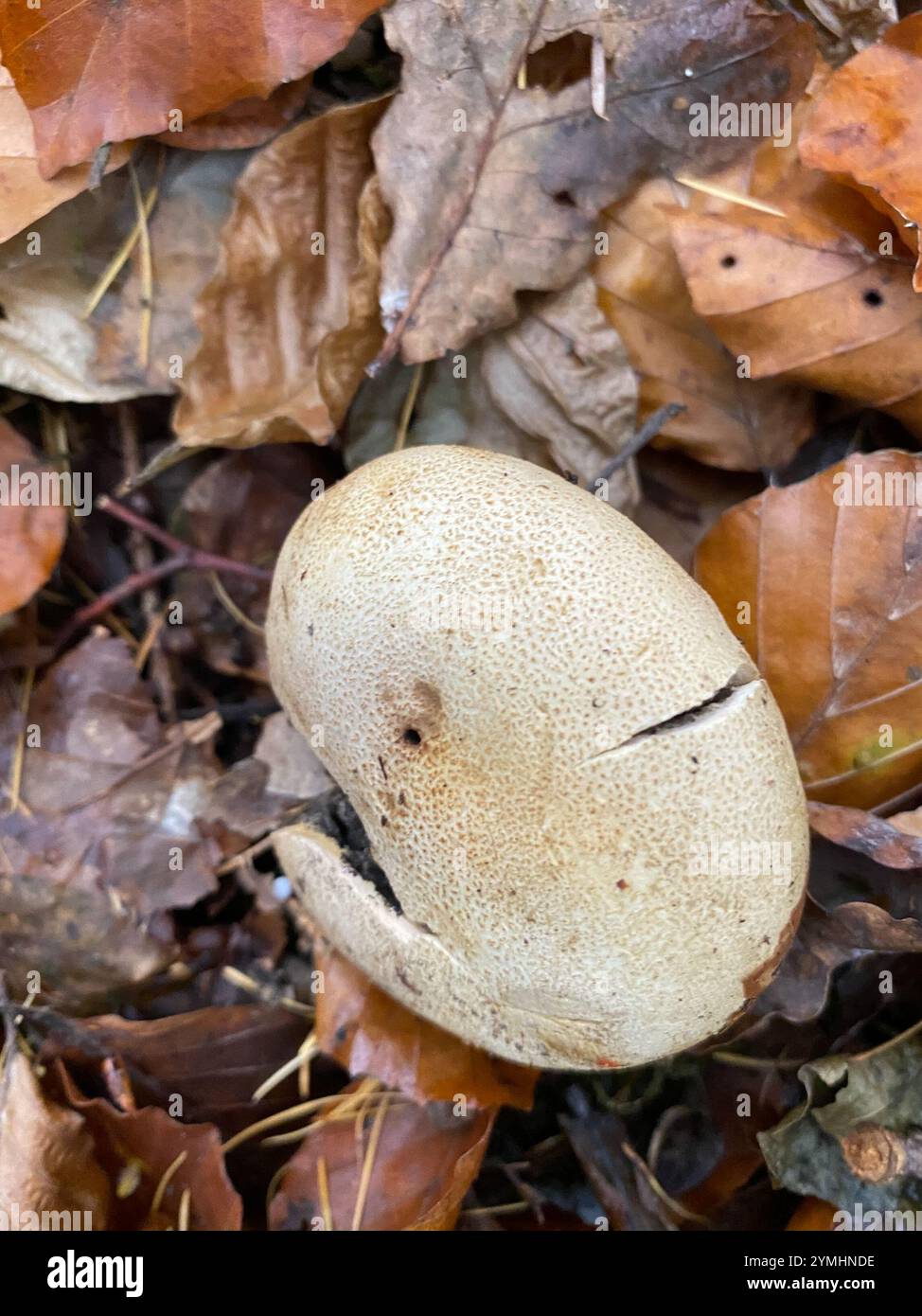 common earthball (Scleroderma citrinum Stock Photo - Alamy