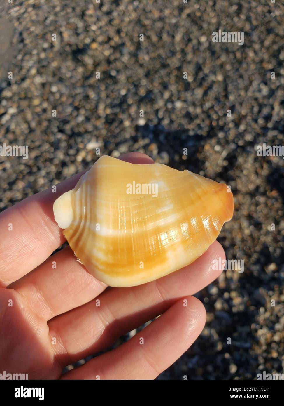 Fighting Conch (Strombus pugilis Stock Photo - Alamy