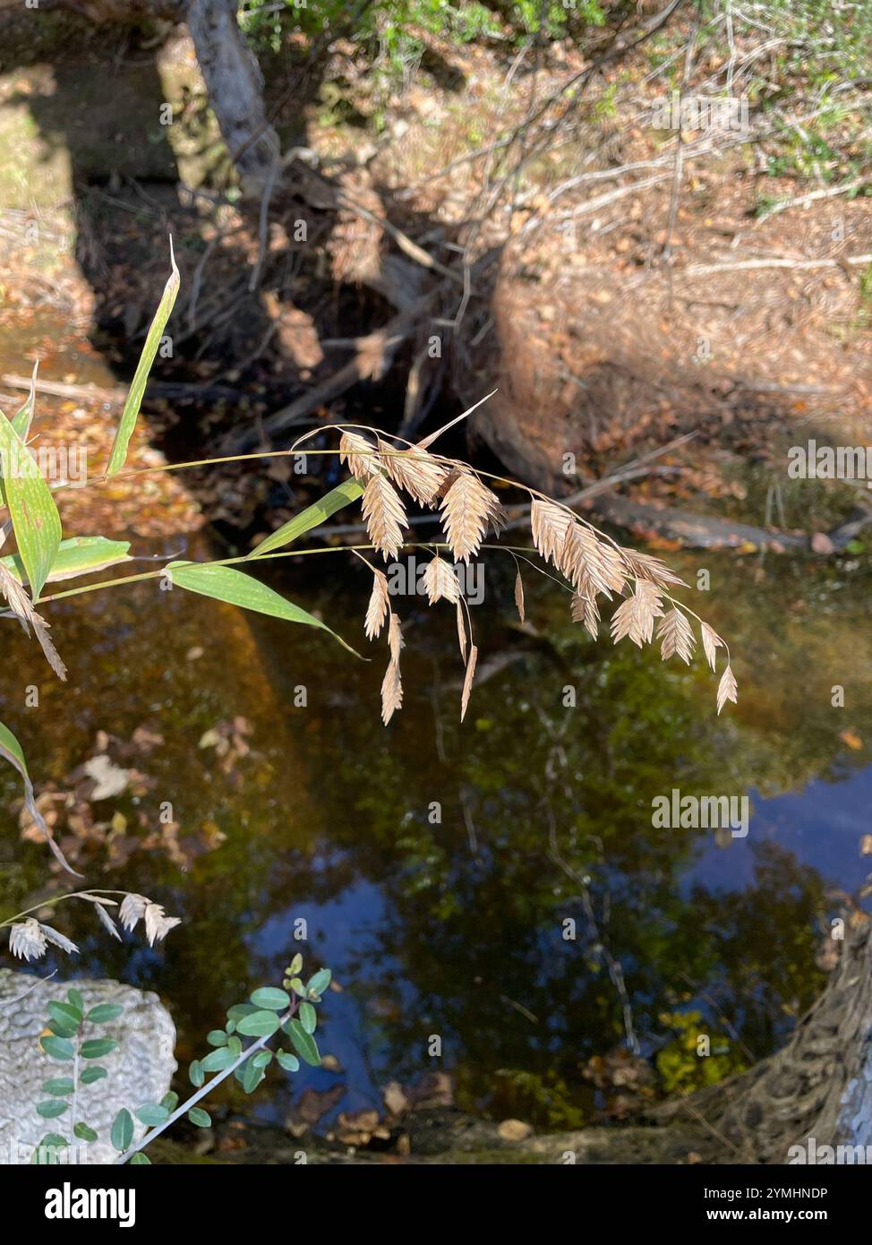 inland wood oats (Chasmanthium latifolium Stock Photo - Alamy