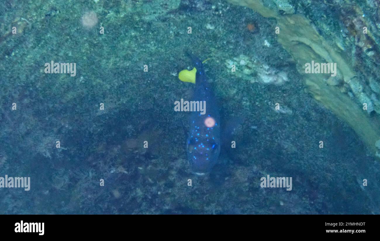 Yellowtail Damselfish (Microspathodon chrysurus Stock Photo - Alamy