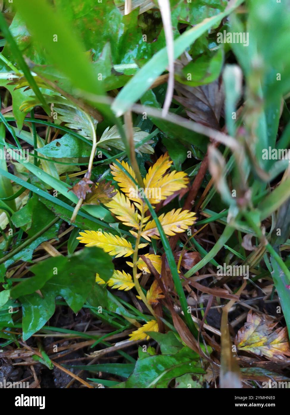 common silverweed (Argentina anserina Stock Photo - Alamy