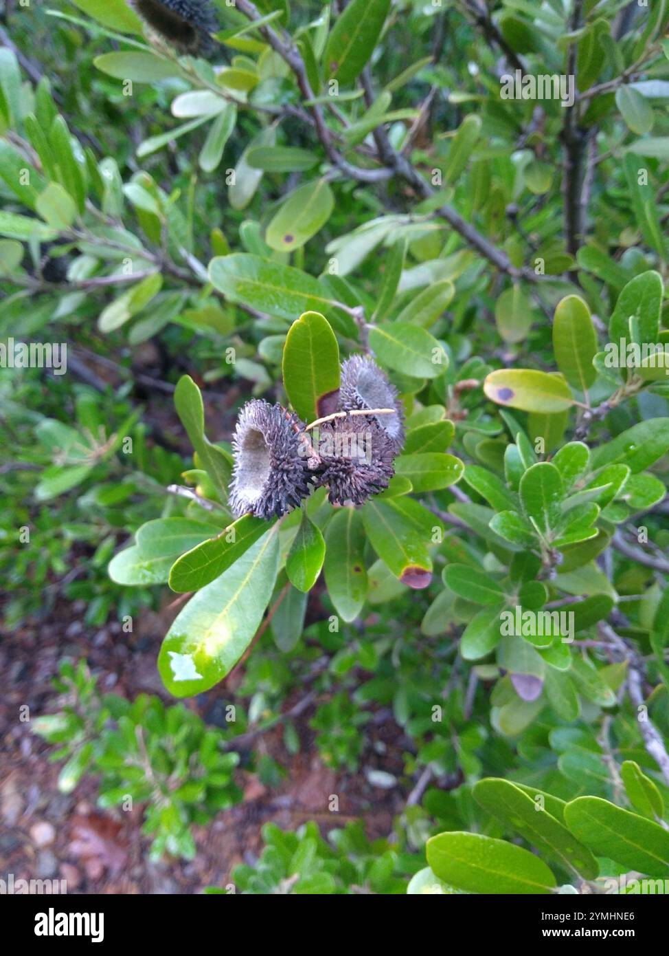 Bush Tanoak (Notholithocarpus densiflorus echinoides Stock Photo - Alamy