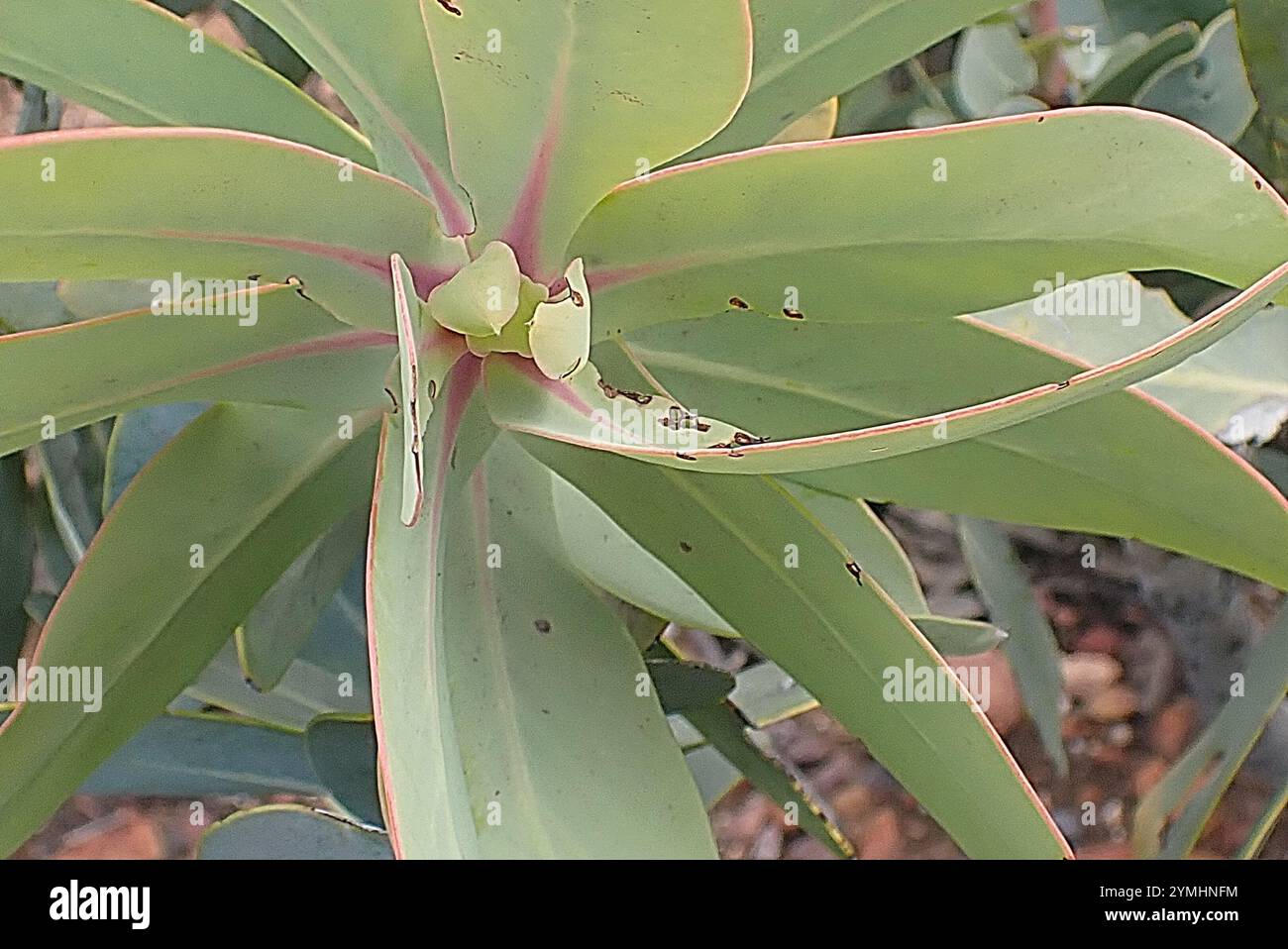 Wagon Tree (Protea nitida Stock Photo - Alamy